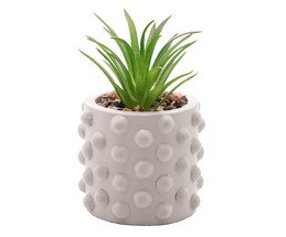 Cachepot com Suculenta Samandira | Westwing